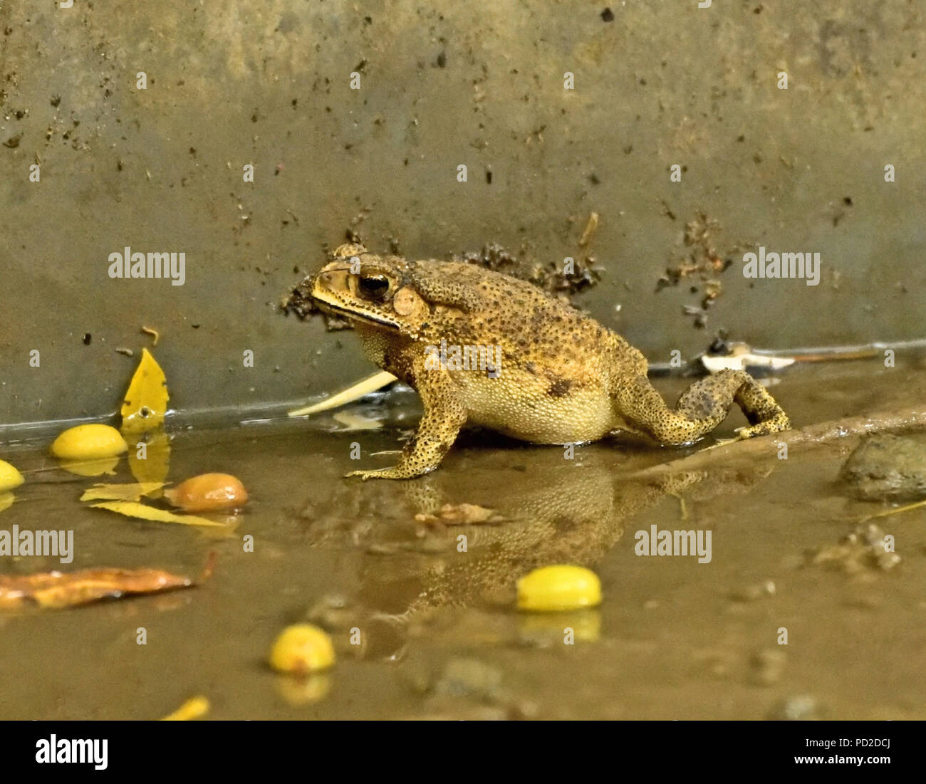 Ground frog hi-res stock photography and images - Alamy