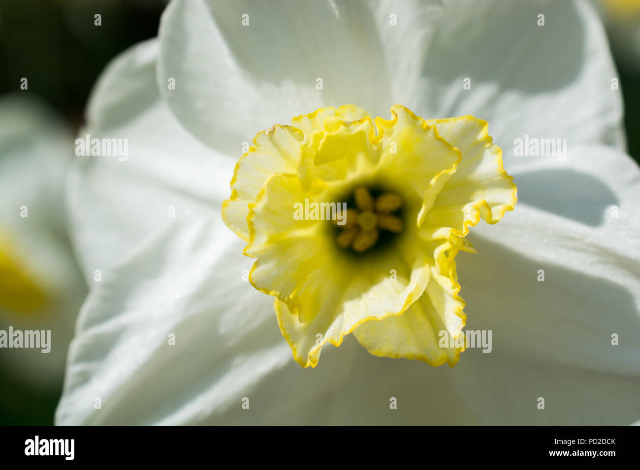 Blooming beautiful colorful natural flower in view Stock Photo - Alamy