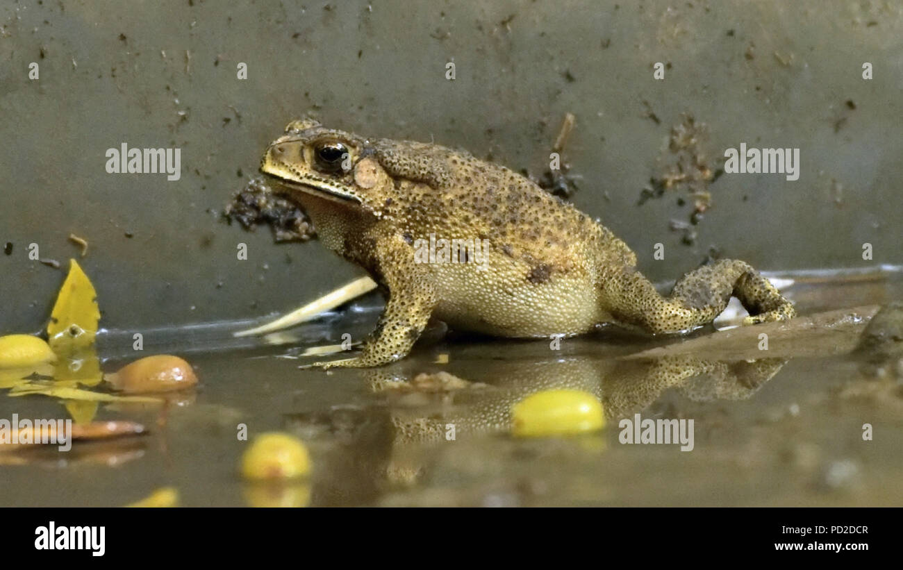 Ground frog hi-res stock photography and images - Alamy