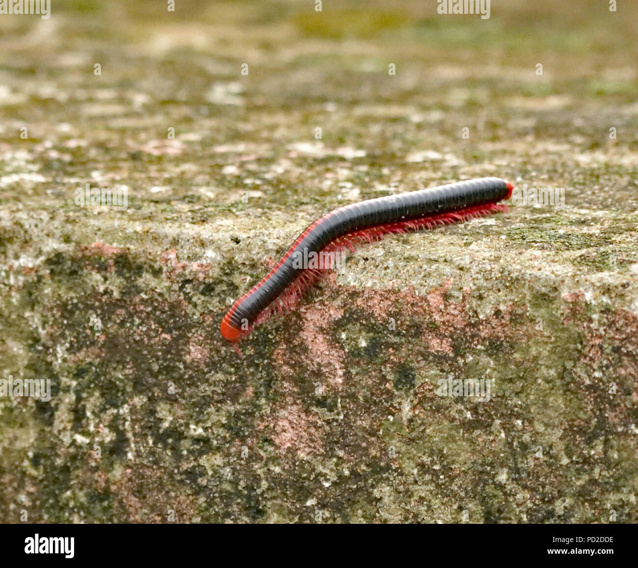 Centipede in the wild hi-res stock photography and images - Alamy