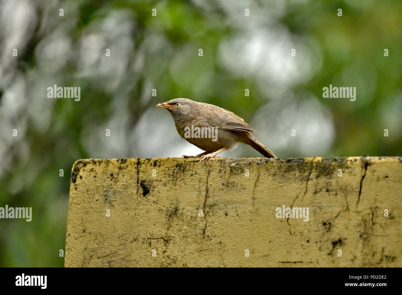 Birds on the Branch Stock Photo - Alamy