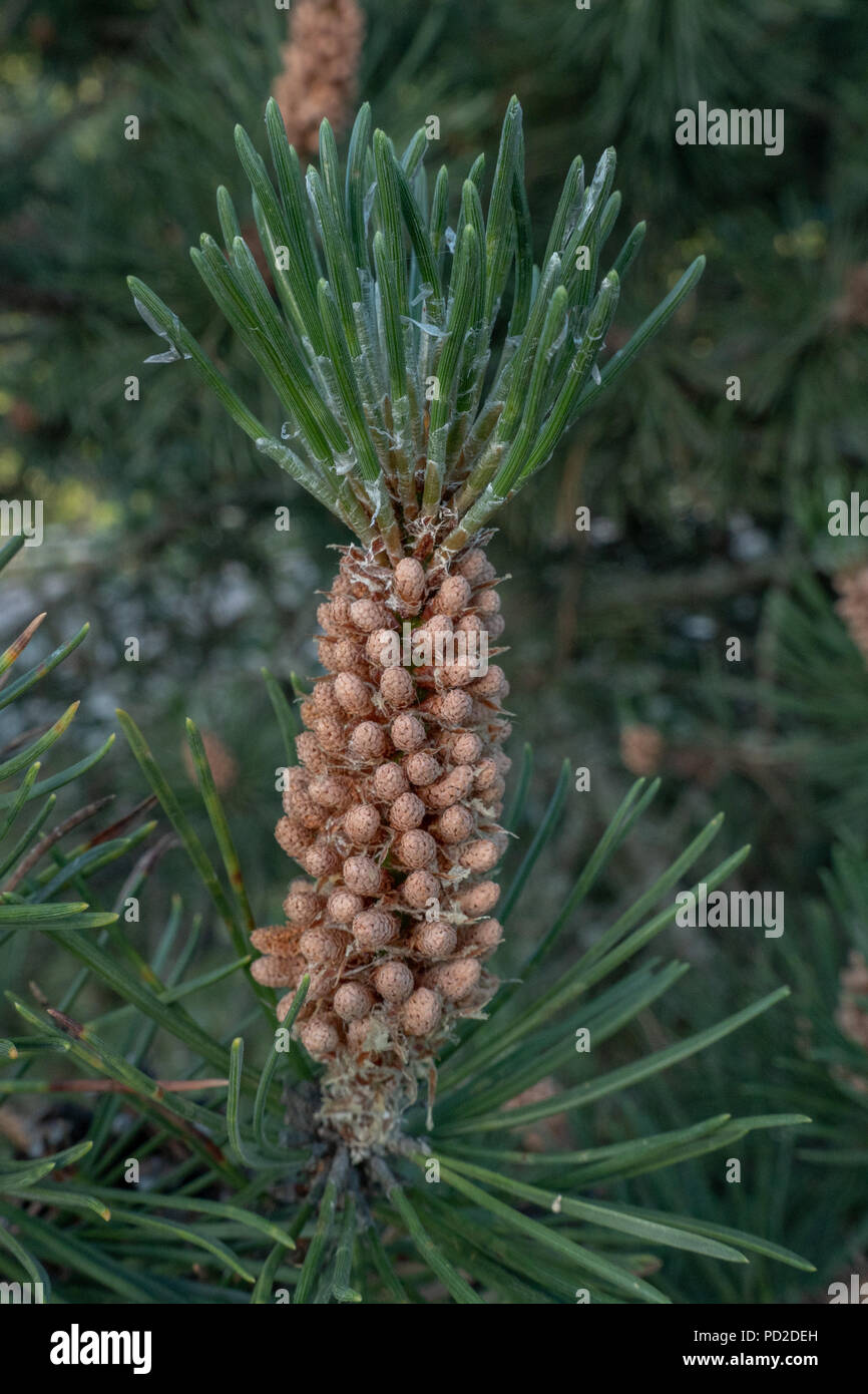 Pine cone stages hi-res stock photography and images - Alamy