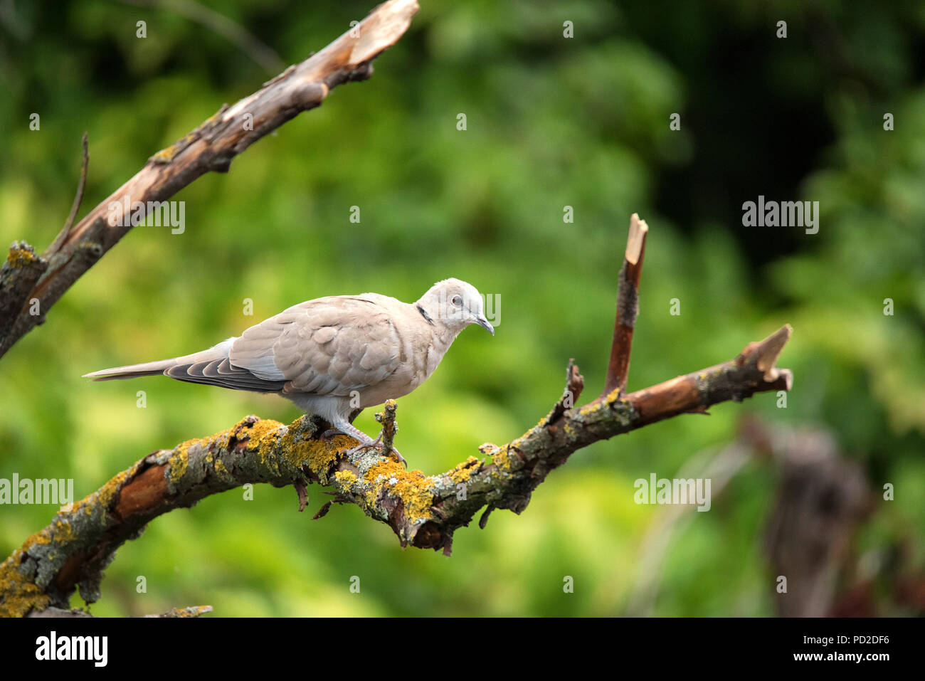 Collared dove or Streptopelia decaocto on branch Stock Photo - Alamy