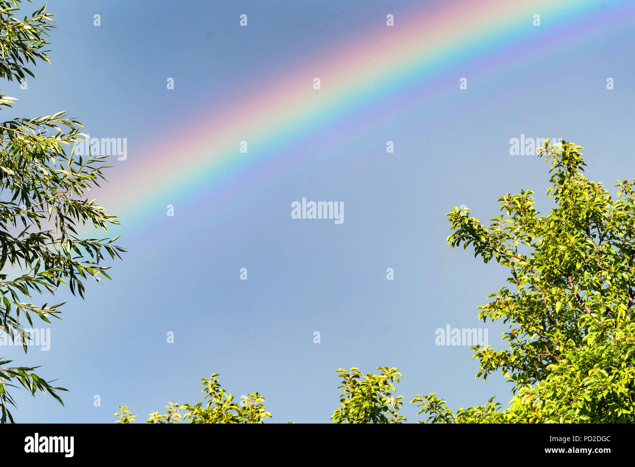 Beautiful rainbow above trees Stock Photo - Alamy