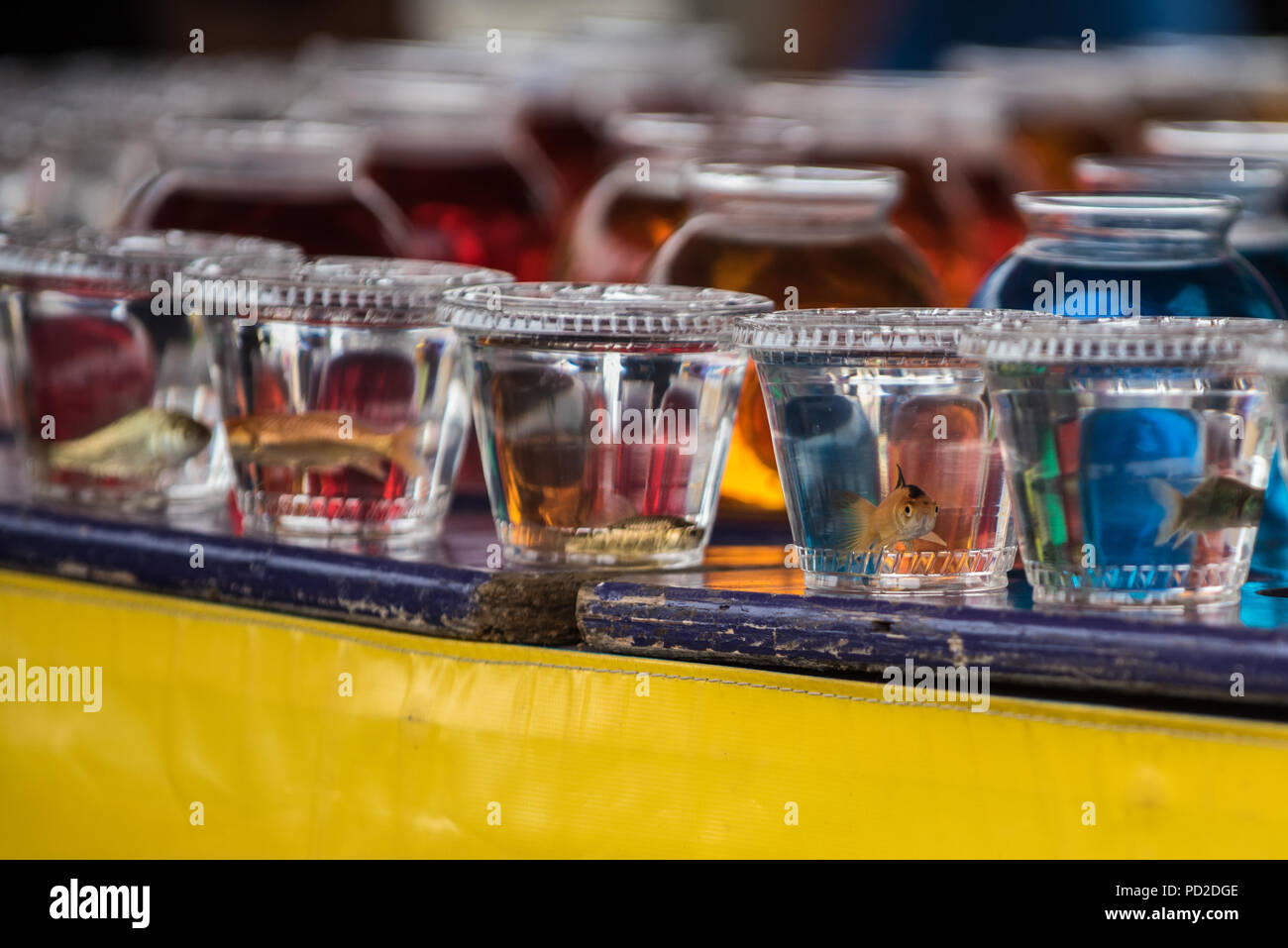 Goldfish prizes sitting in their enclosures on the carnival midway ...