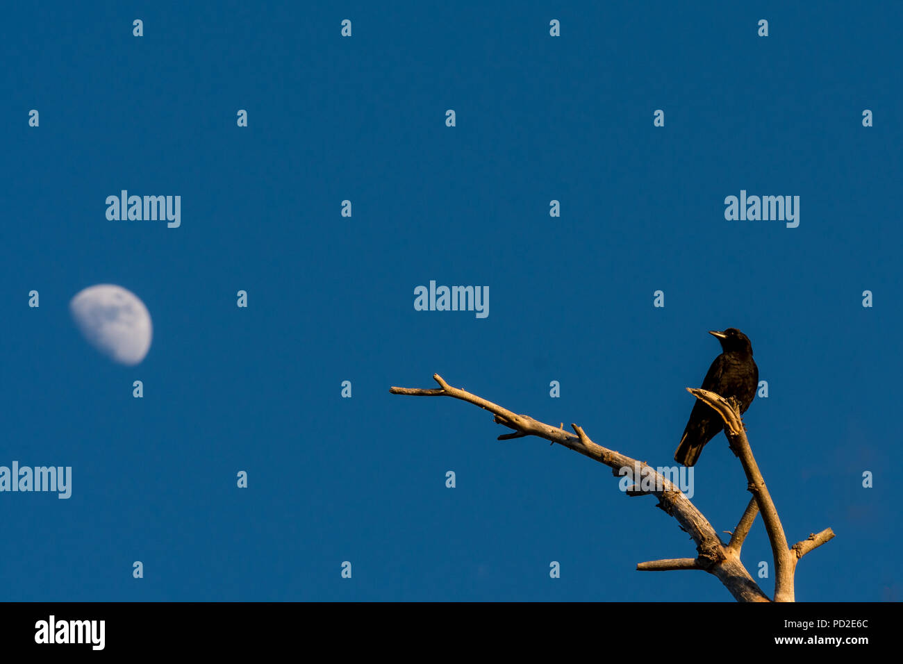 American crow roost hi-res stock photography and images - Alamy