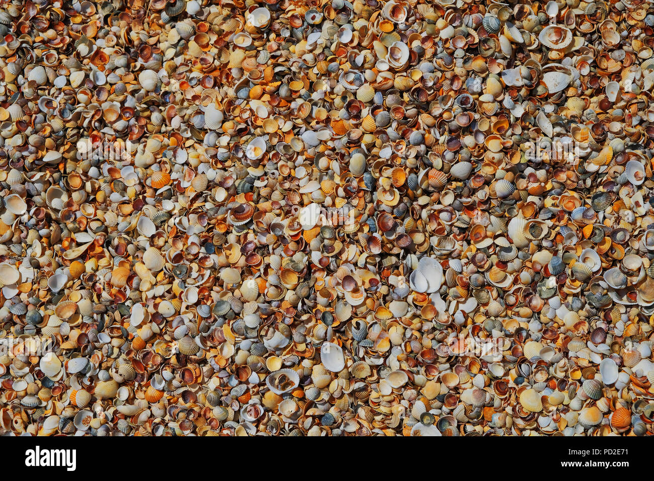 Sea shells on beach as colorful background Stock Photo - Alamy