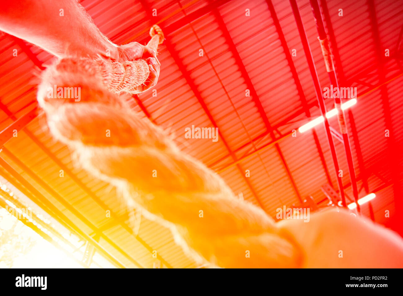 Close-up Young woman hanging on a rope for pull-ups, hands in magnesia ...