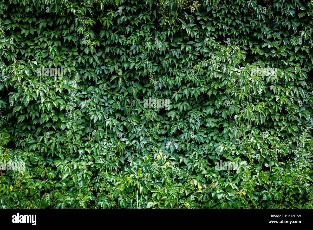 Green vegetative wall of natural grapes on a summer day, background of ...