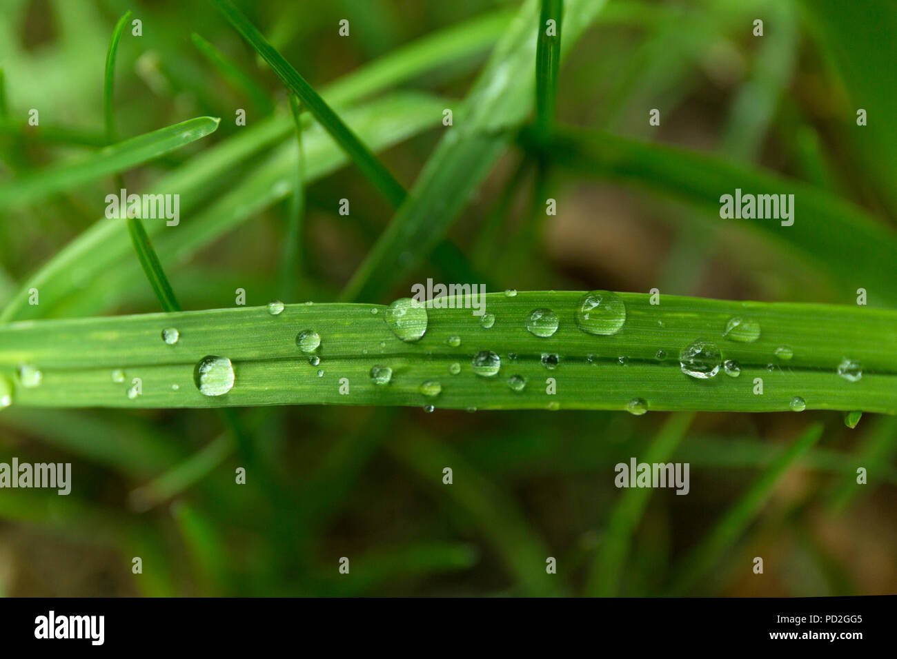Closeup fresh green grass with dew drops. Macro blur background Stock ...