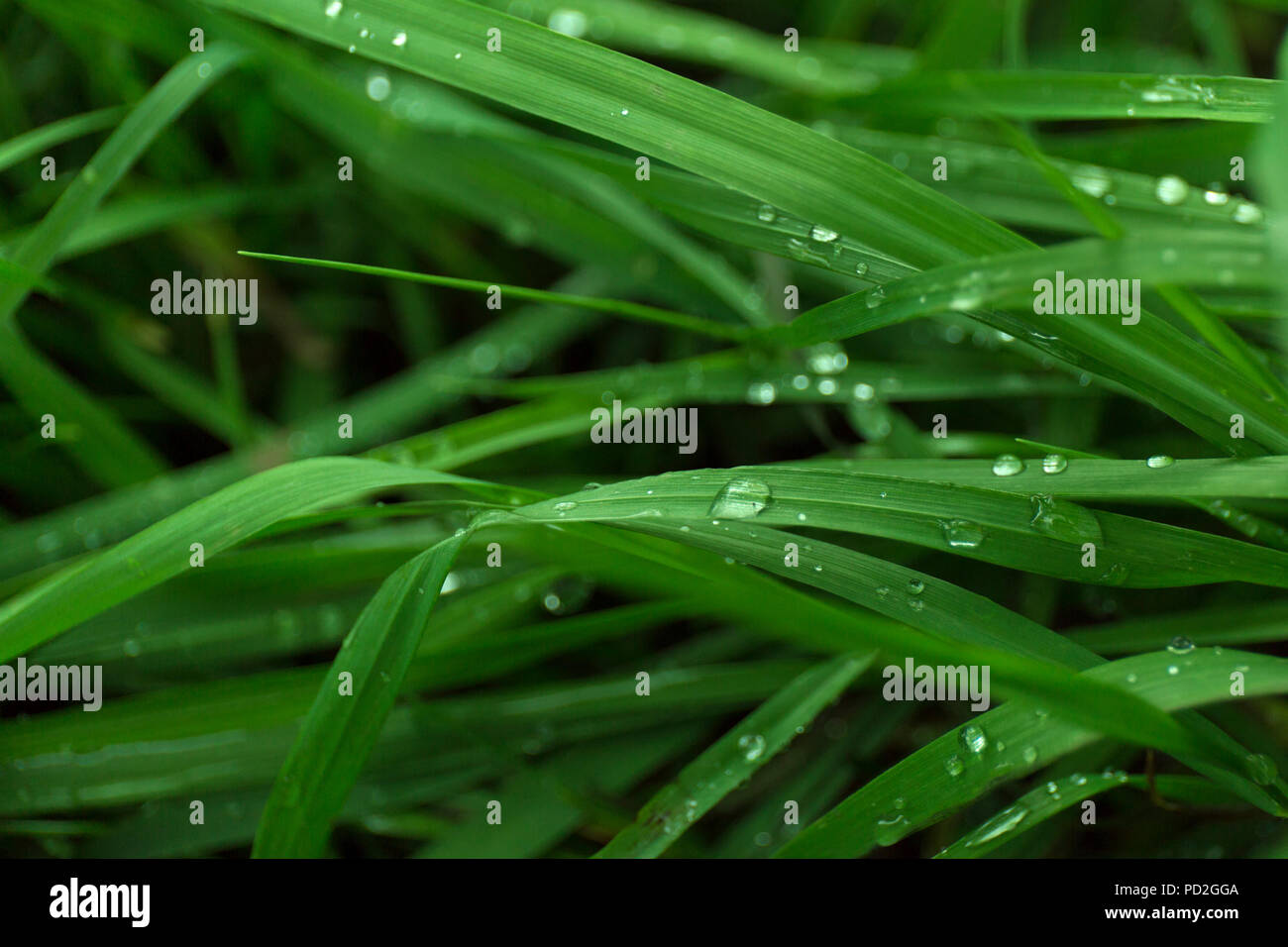Green grass with dew hi-res stock photography and images - Alamy