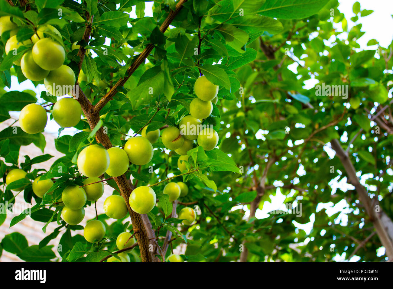 Plum-tree branch with plum .this is Plum garden and the fruit trees ...