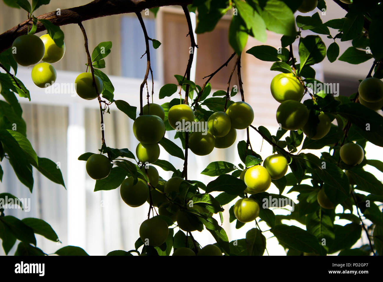 Prune tree hi-res stock photography and images - Alamy