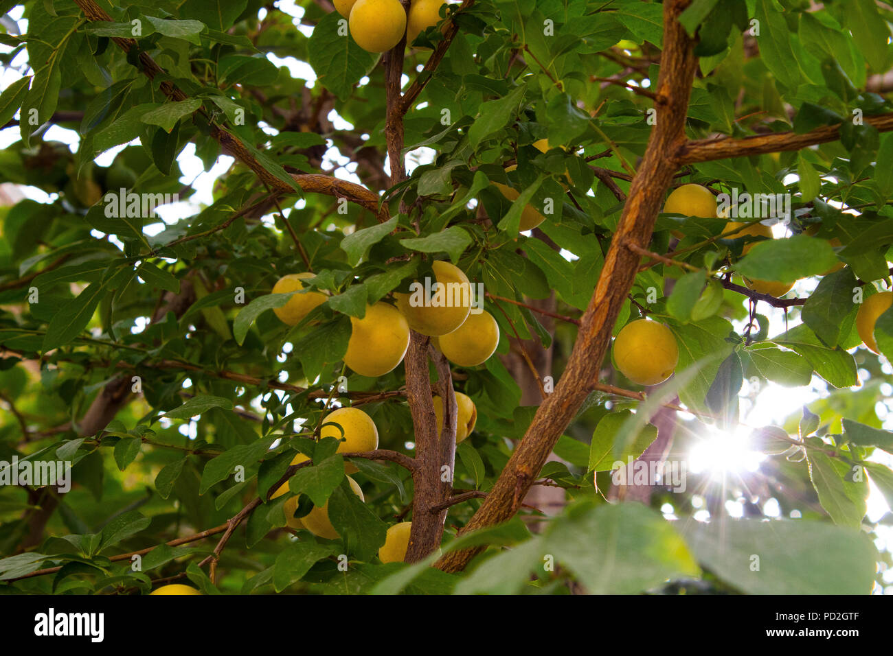 Plum-tree branch with plum .this is Plum garden and the fruit trees ...