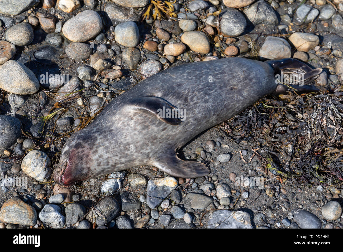 Seal dead hi-res stock photography and images - Alamy