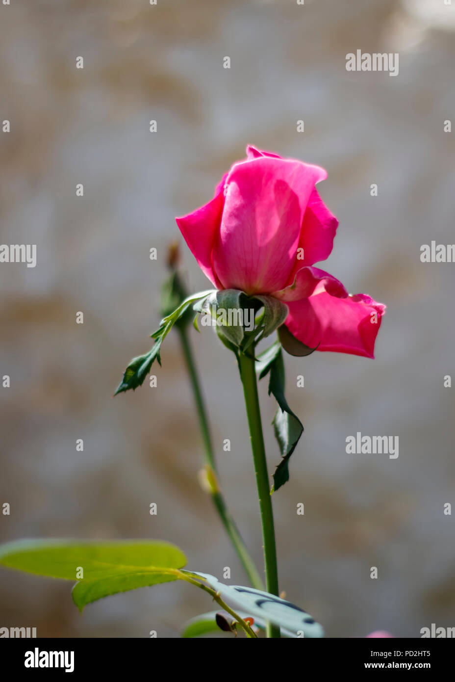 Pink backlighting hi-res stock photography and images - Alamy