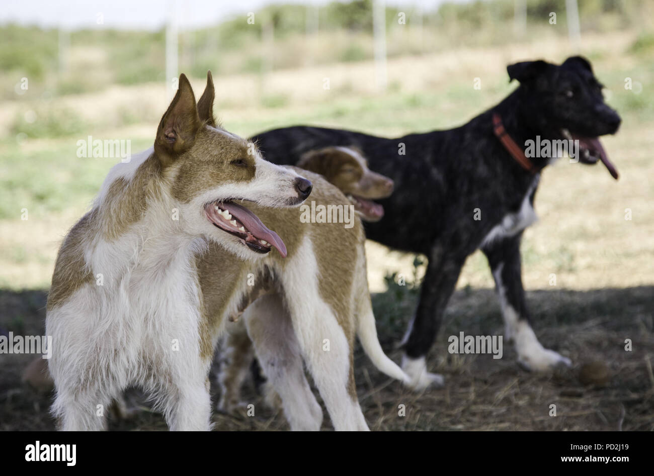 Abandoned dogs, detail of animals for adoption Stock Photo - Alamy