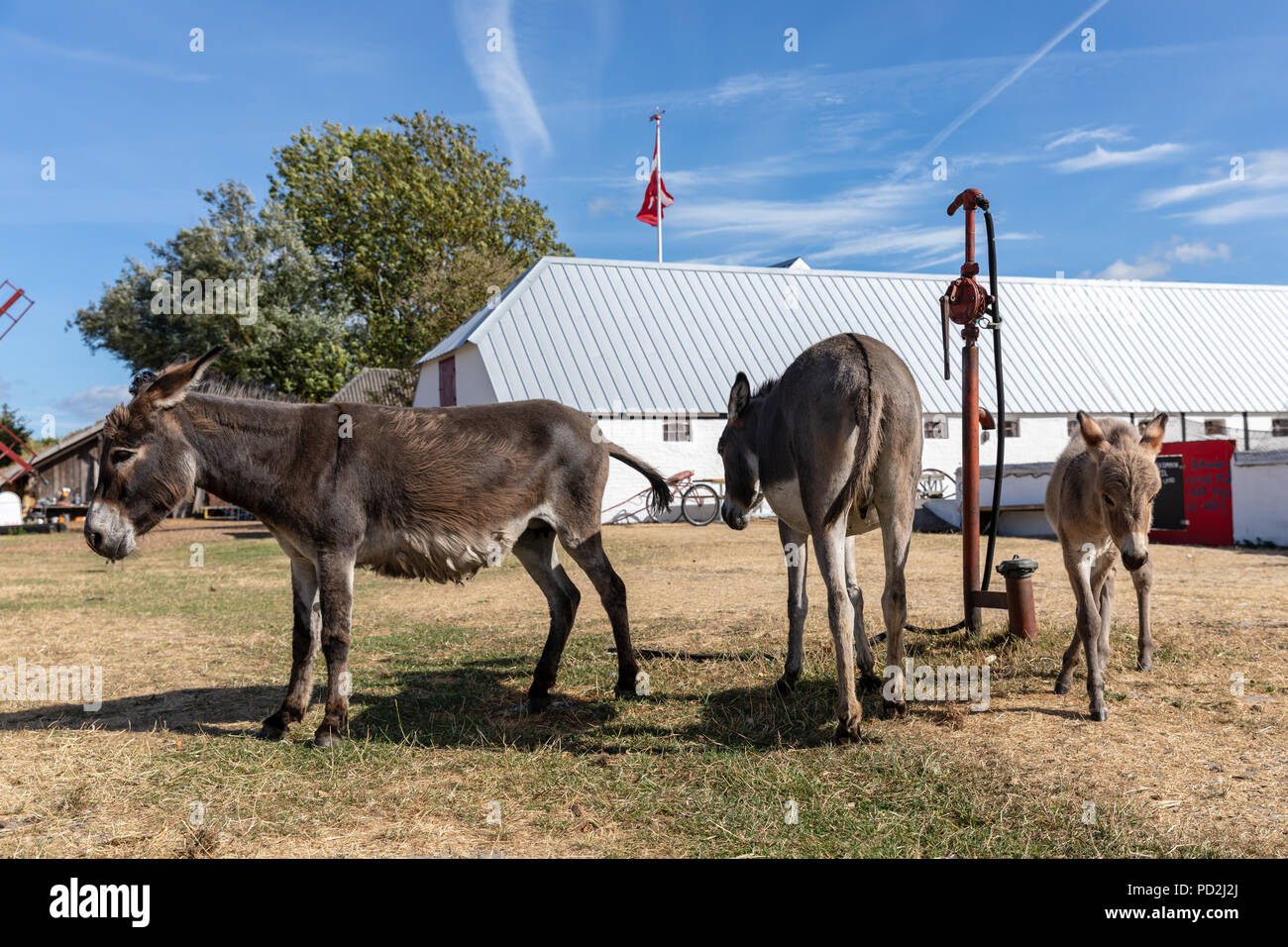 Donkeys; Storhaven, Laesoe, Denmark Stock Photo - Alamy
