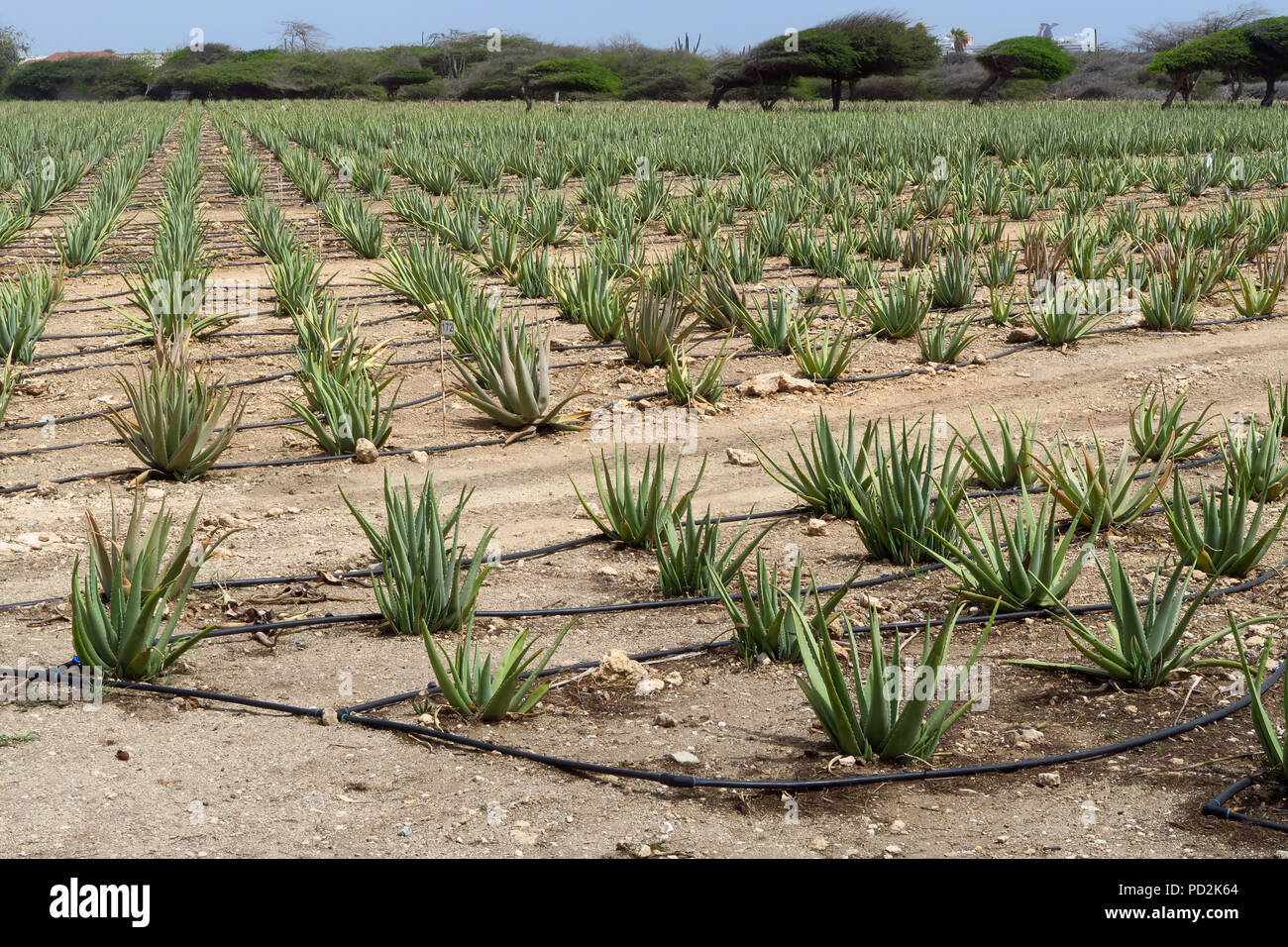 Aloe plants growing by Aruba Aloe one of the main industries on this ...