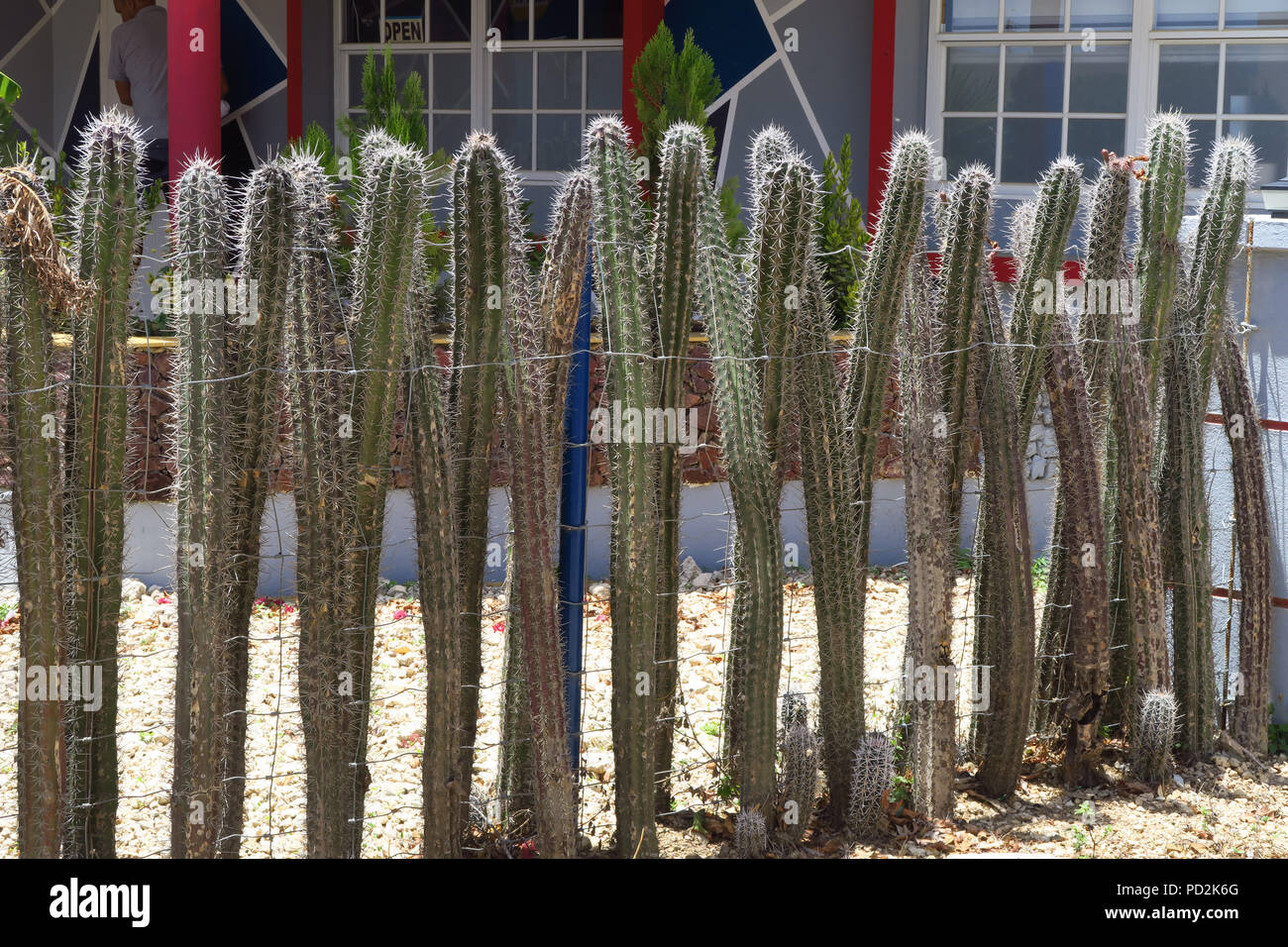 Fence made from wire fencing with added protection of cactus growing ...