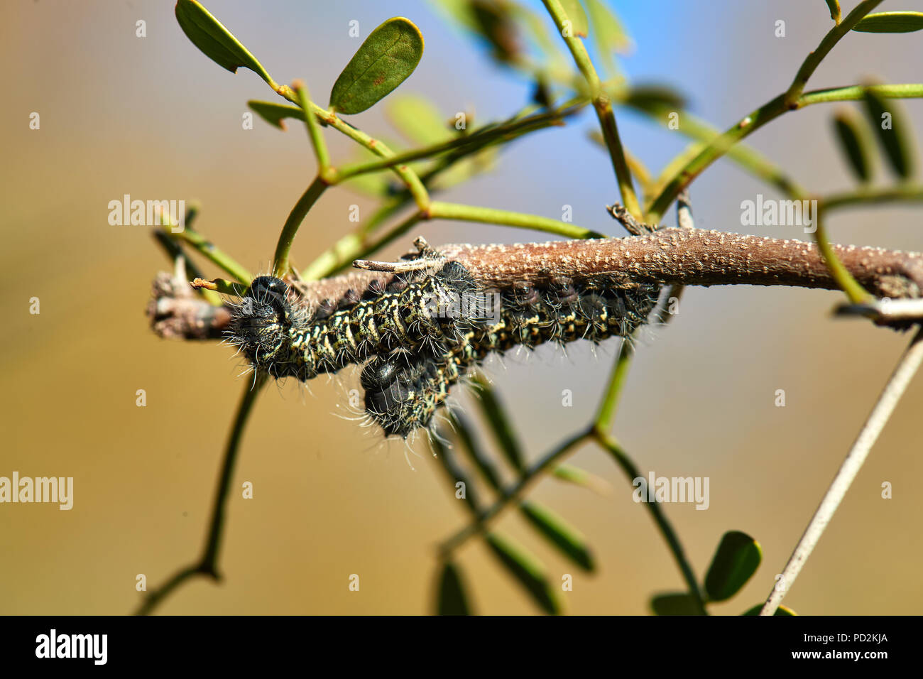 Mopane worms hi-res stock photography and images - Alamy