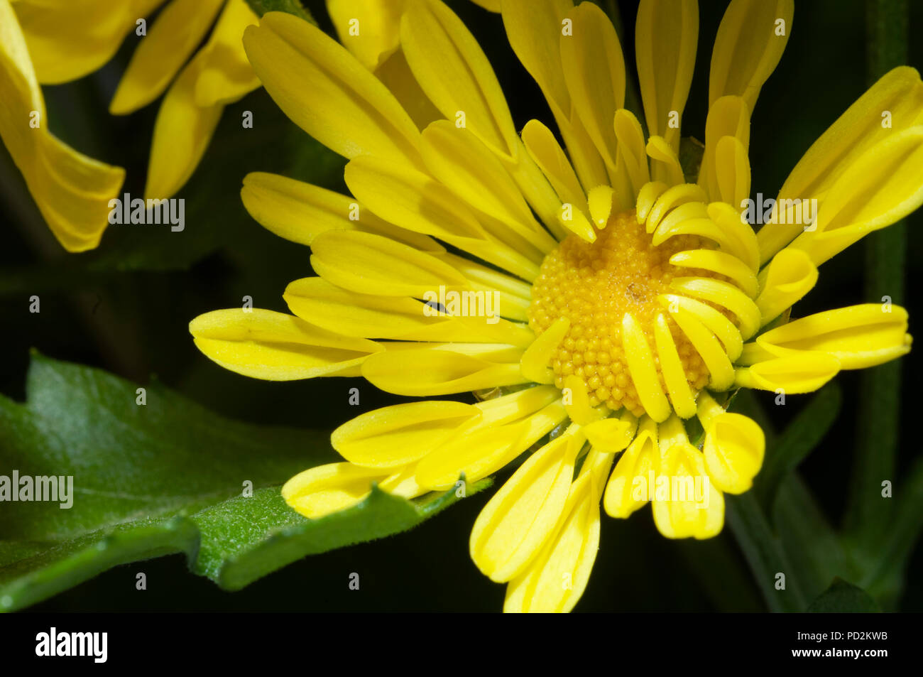 Central part of a chrysanthemum flower head Stock Photo - Alamy