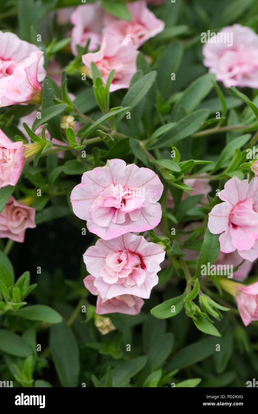 Calibrachoa hi-res stock photography and images - Alamy