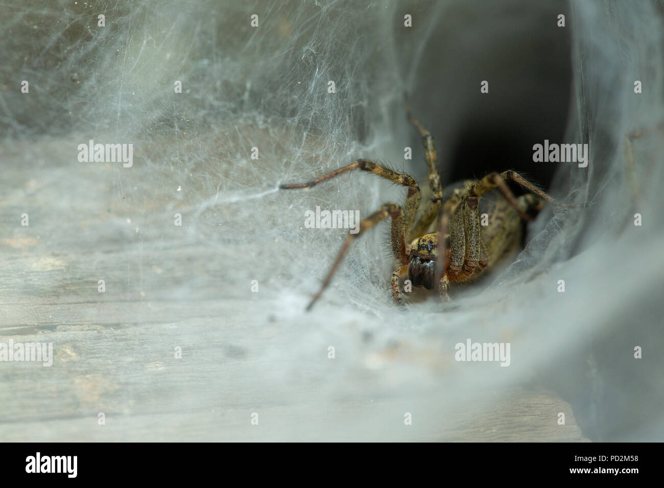 The spider crawls on a dense web Stock Photo - Alamy