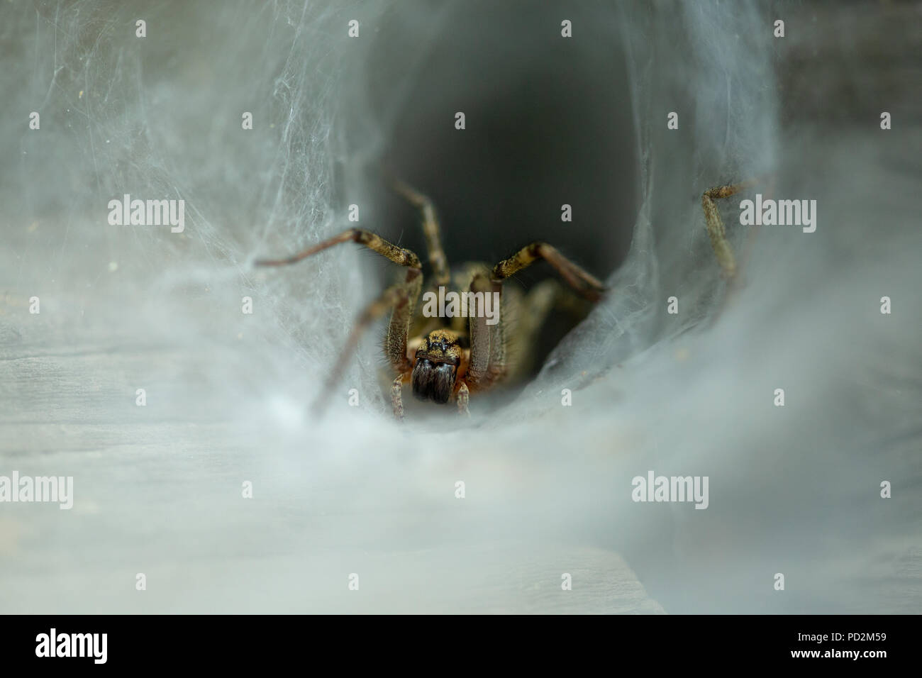 The spider crawls on a dense web Stock Photo - Alamy