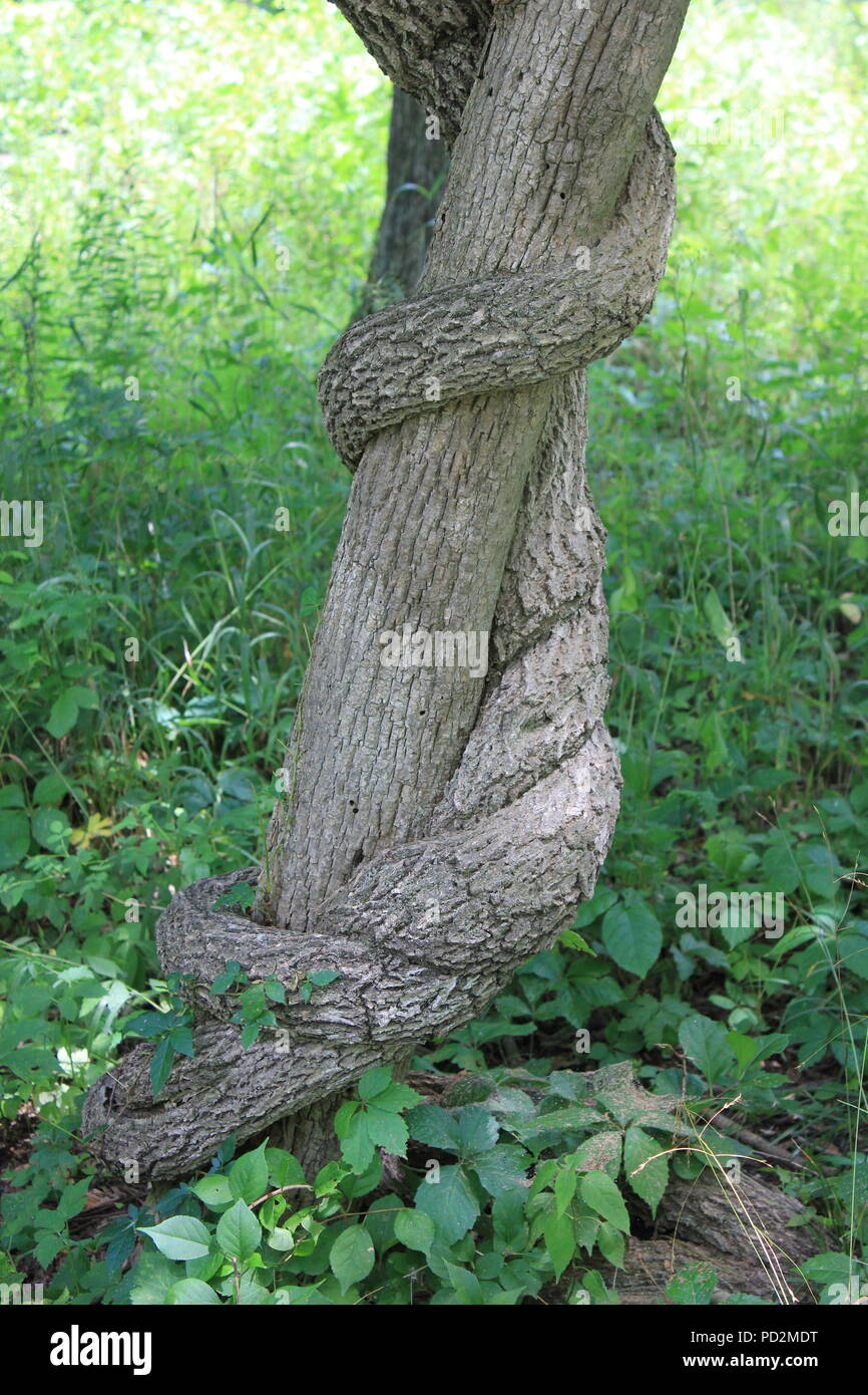 Poison ivy wrapped around a tree trunk in the natural environment and ...