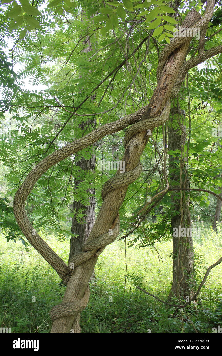 Vine strangling a tree hi-res stock photography and images - Alamy