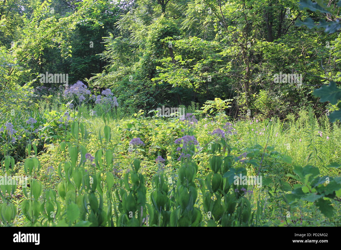 Illinois Prairie Stock Photos & Illinois Prairie Stock Images - Alamy