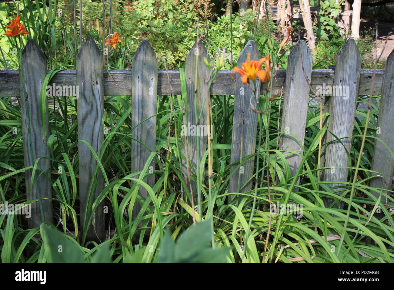 Pocket fence and overgrown garden on a bright sunny summer day Stock ...