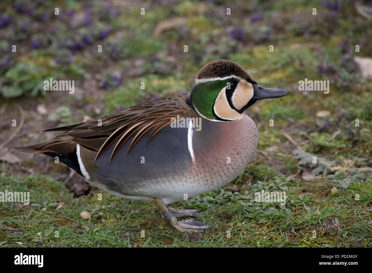 One male Baikal or Formosa Anas formosa teal standing Slimbridge UK ...