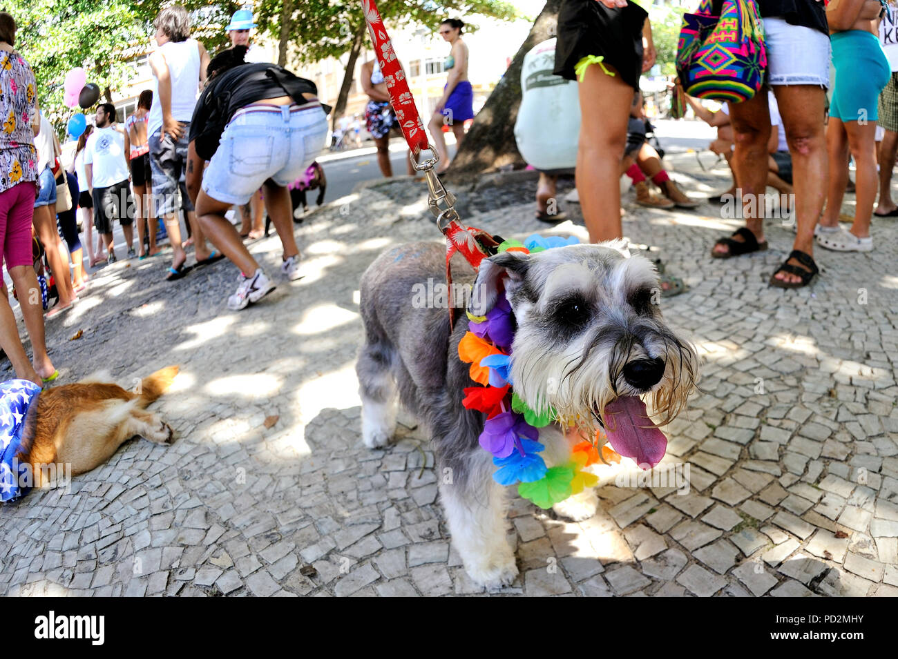 Hawaiian dog hi-res stock photography and images - Alamy