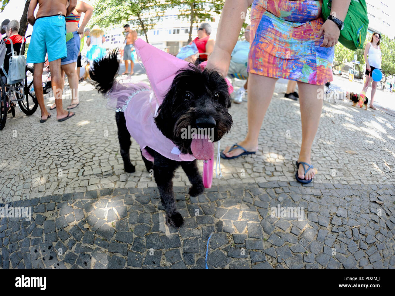 Street carnival, Brazil - January 31, 2016: A cute dog dressed in a ...
