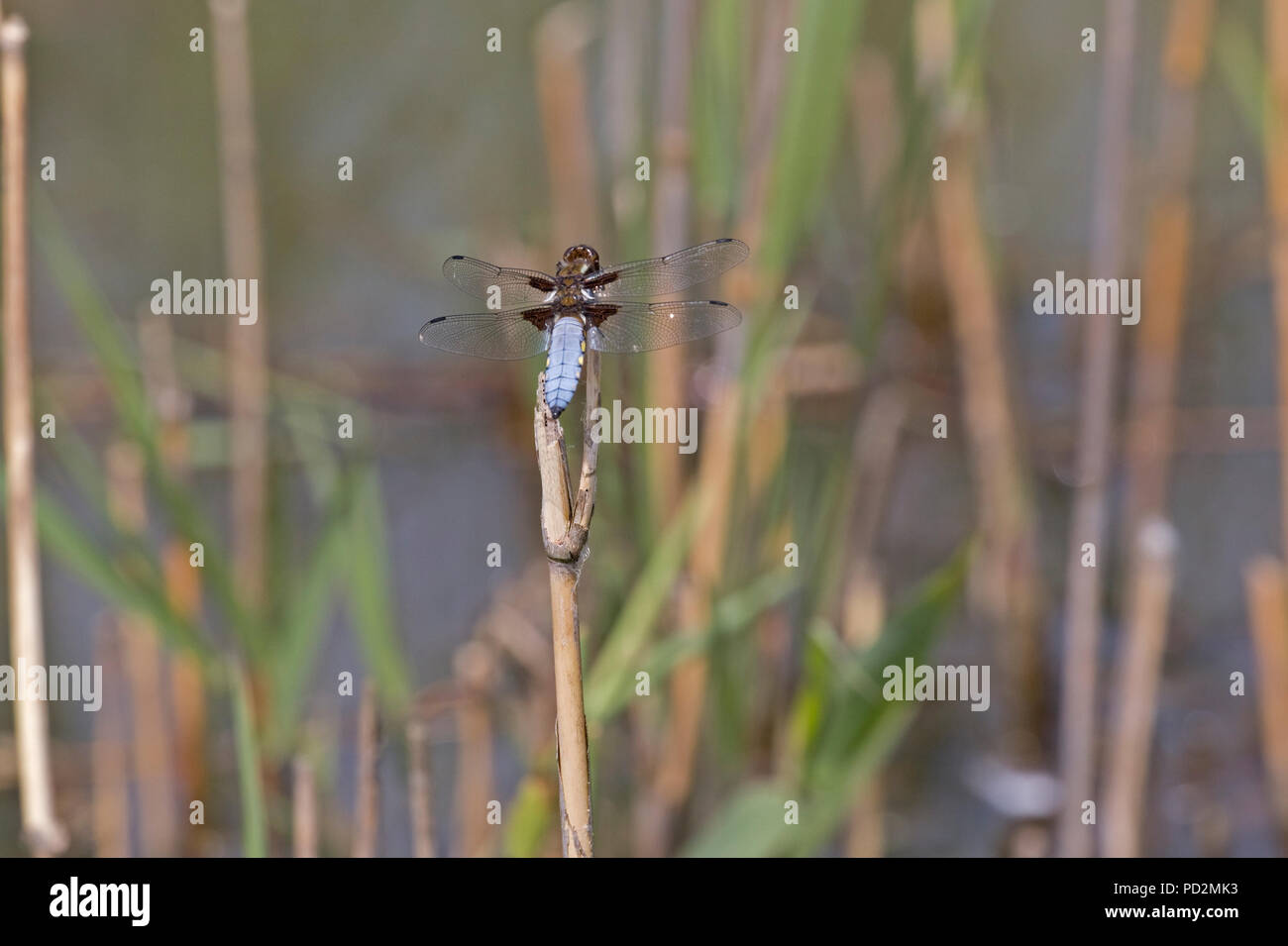 Broad-bodied chaser dragonfly Libellula depressa resting on reeds UK ...