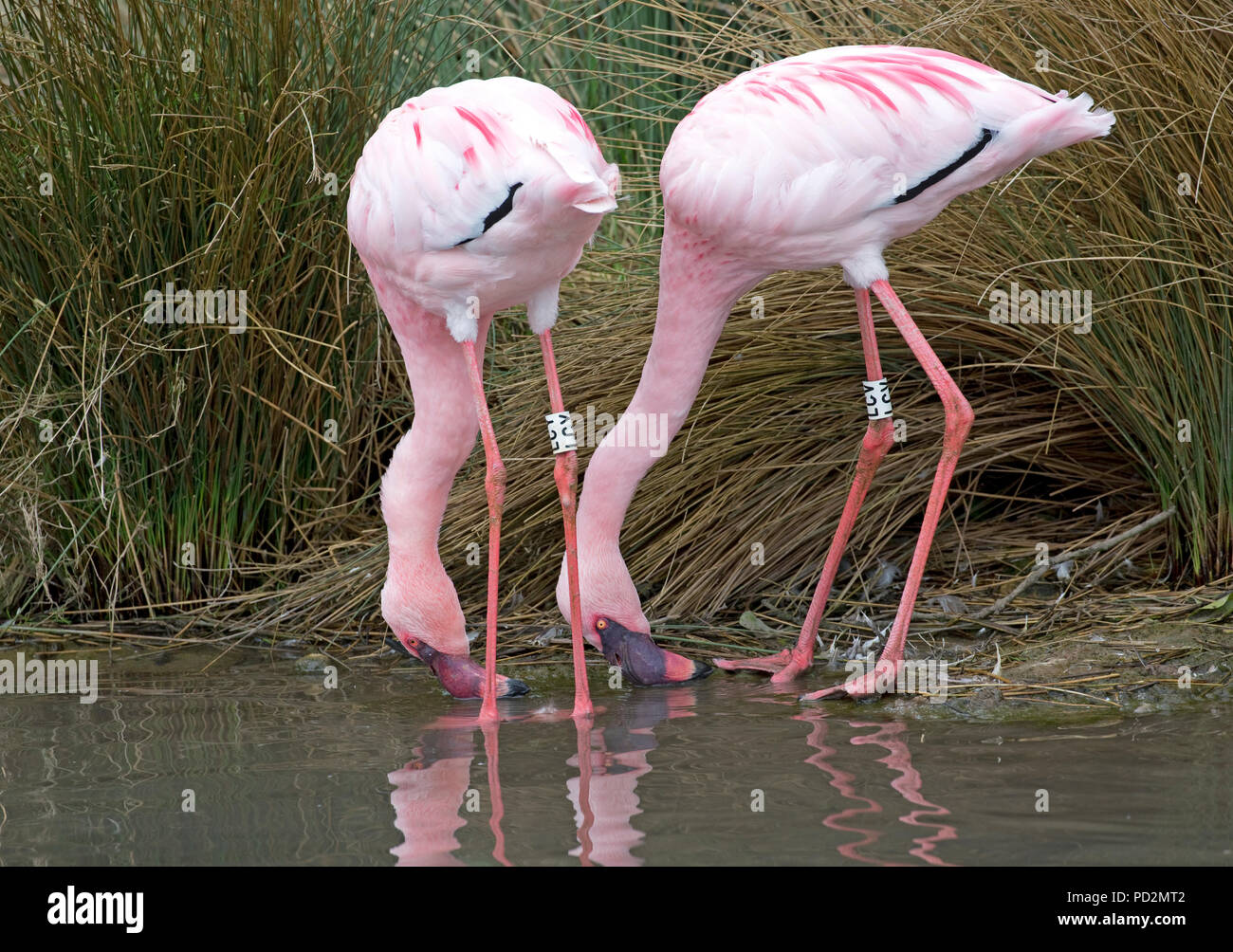 Chilean flamingo Phoenicopterus chilensis feeding Wildlfower and ...