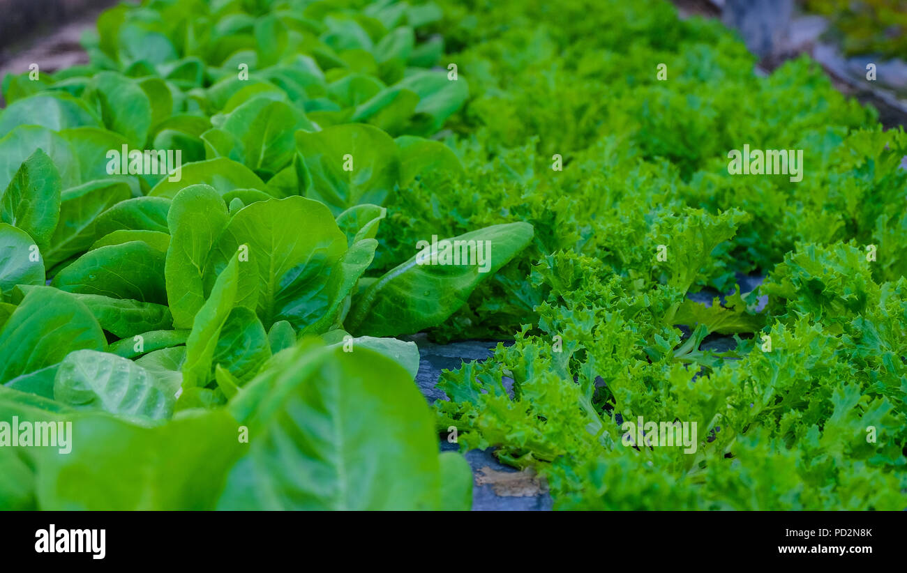 Organic vegetable farm Stock Photo - Alamy