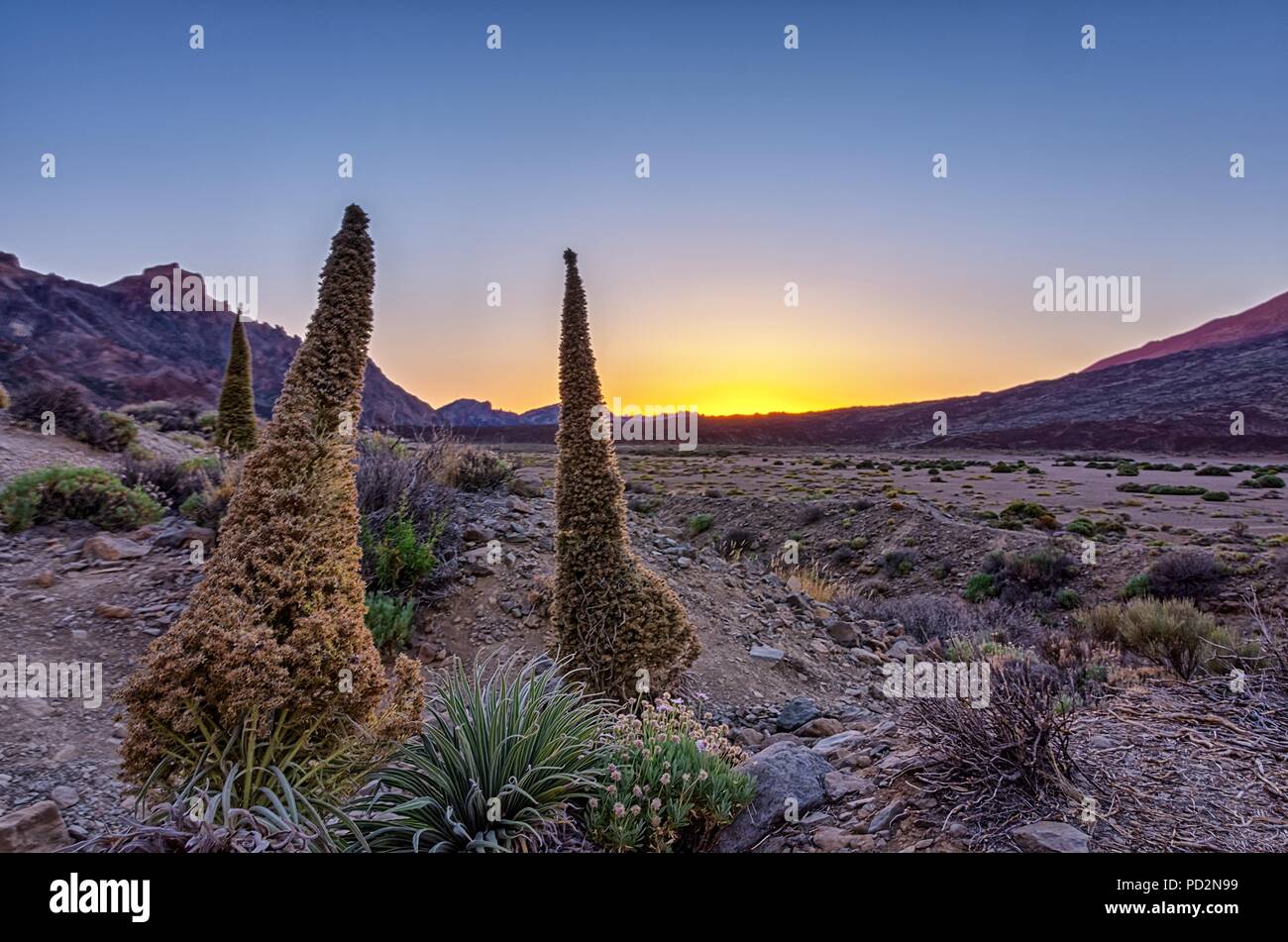 Tenerife tajinaste teide hi-res stock photography and images - Alamy