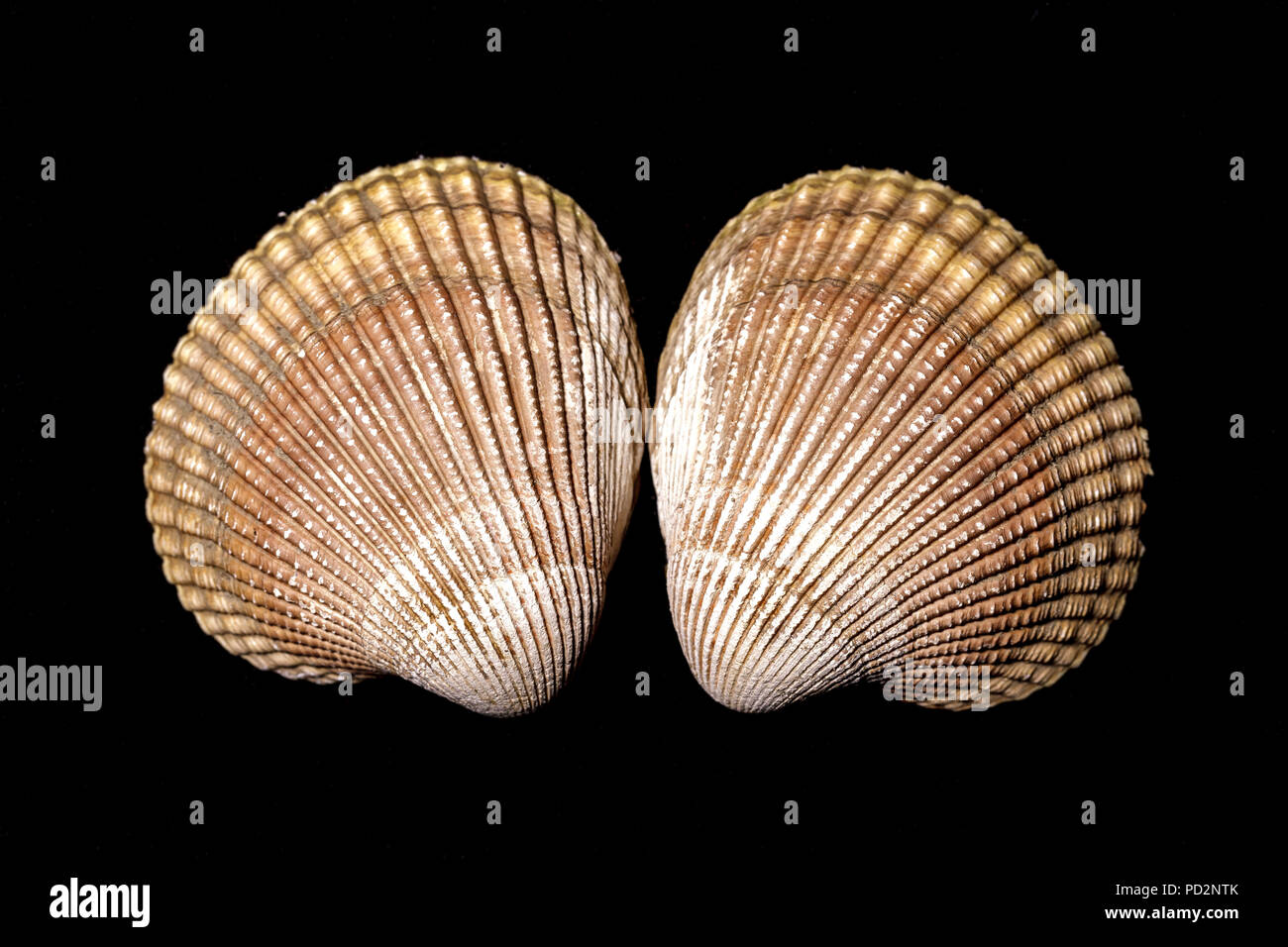 Macro photo of cockle clam shells in a studio setting Stock Photo - Alamy