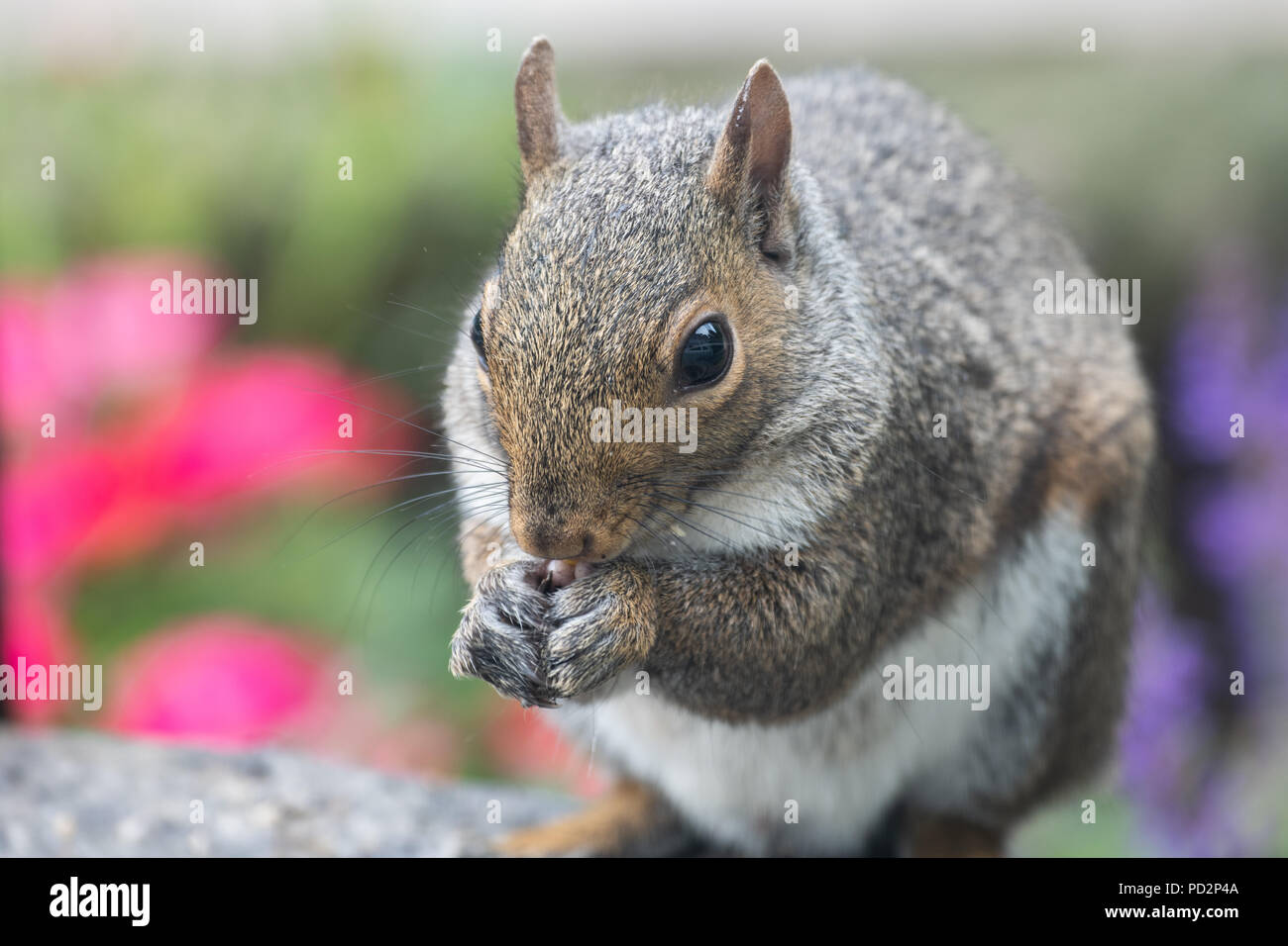 Animals in nature Stock Photo - Alamy