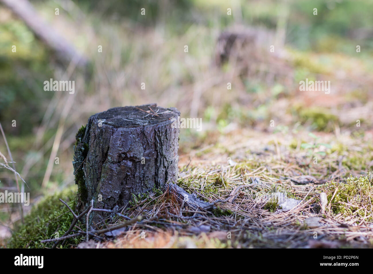 A trunk of cut coniferous tree in the forest. Destroyed nature and ...