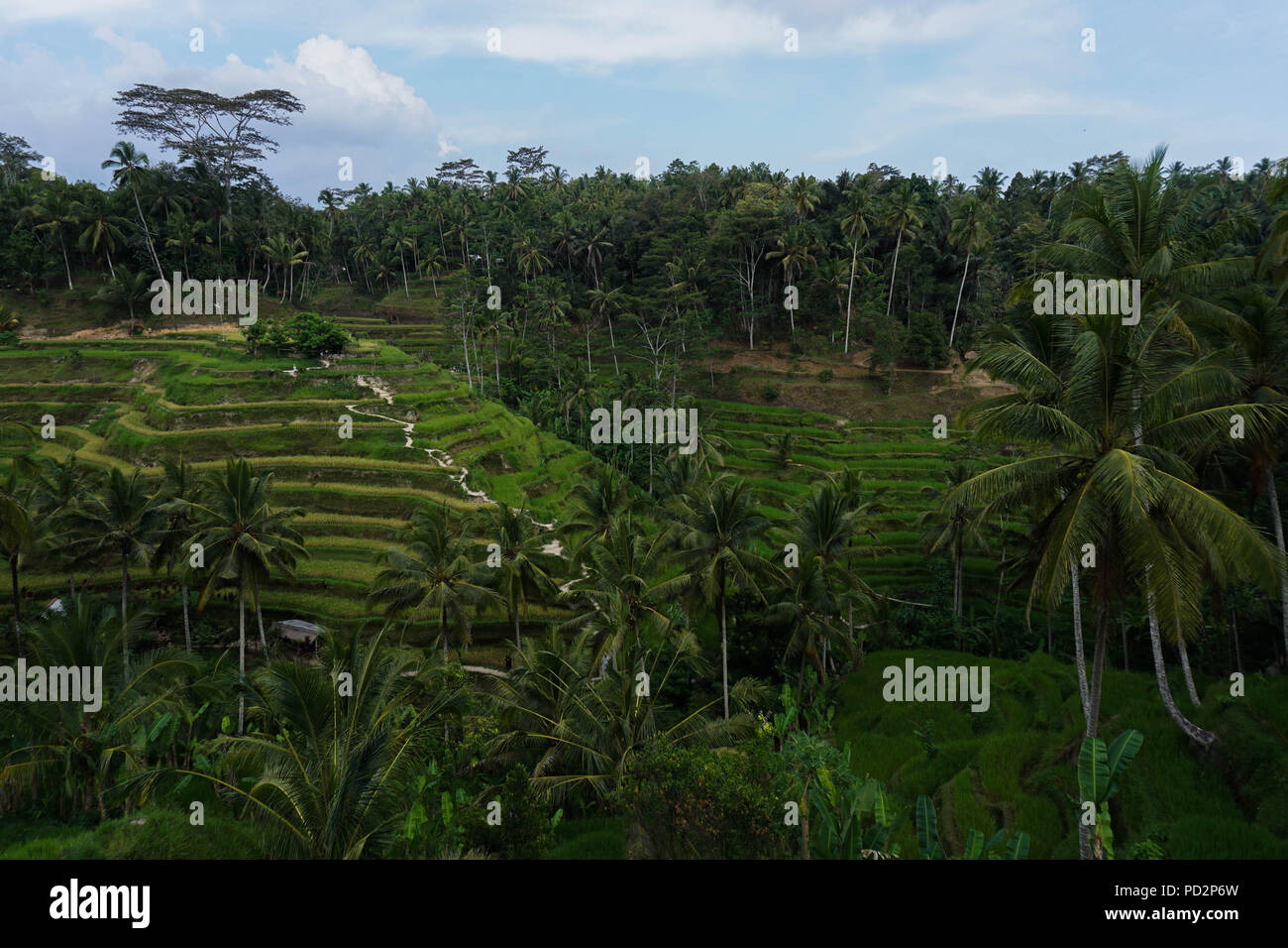 Tegalalang Rice Terrace Stock Photo - Alamy