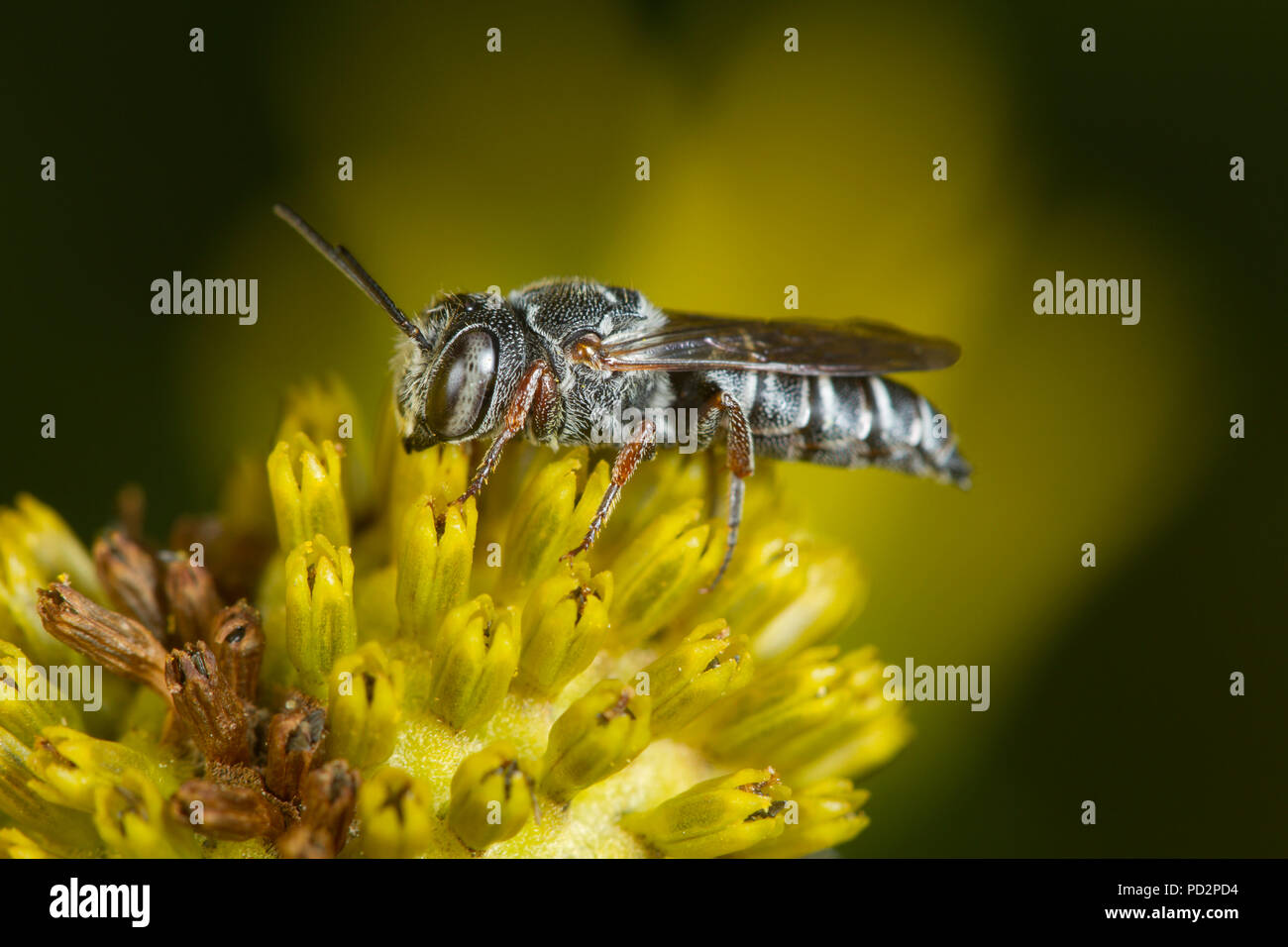 A leafcutter cuckoo bee (Coelioxys) forages for nectar Stock Photo - Alamy