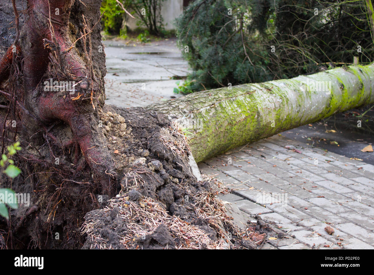 Hurricane danger concept wind hi-res stock photography and images - Alamy