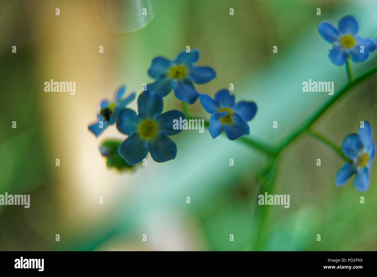 White - blue spring flowers in sunny day, postcard sample, greeting ...