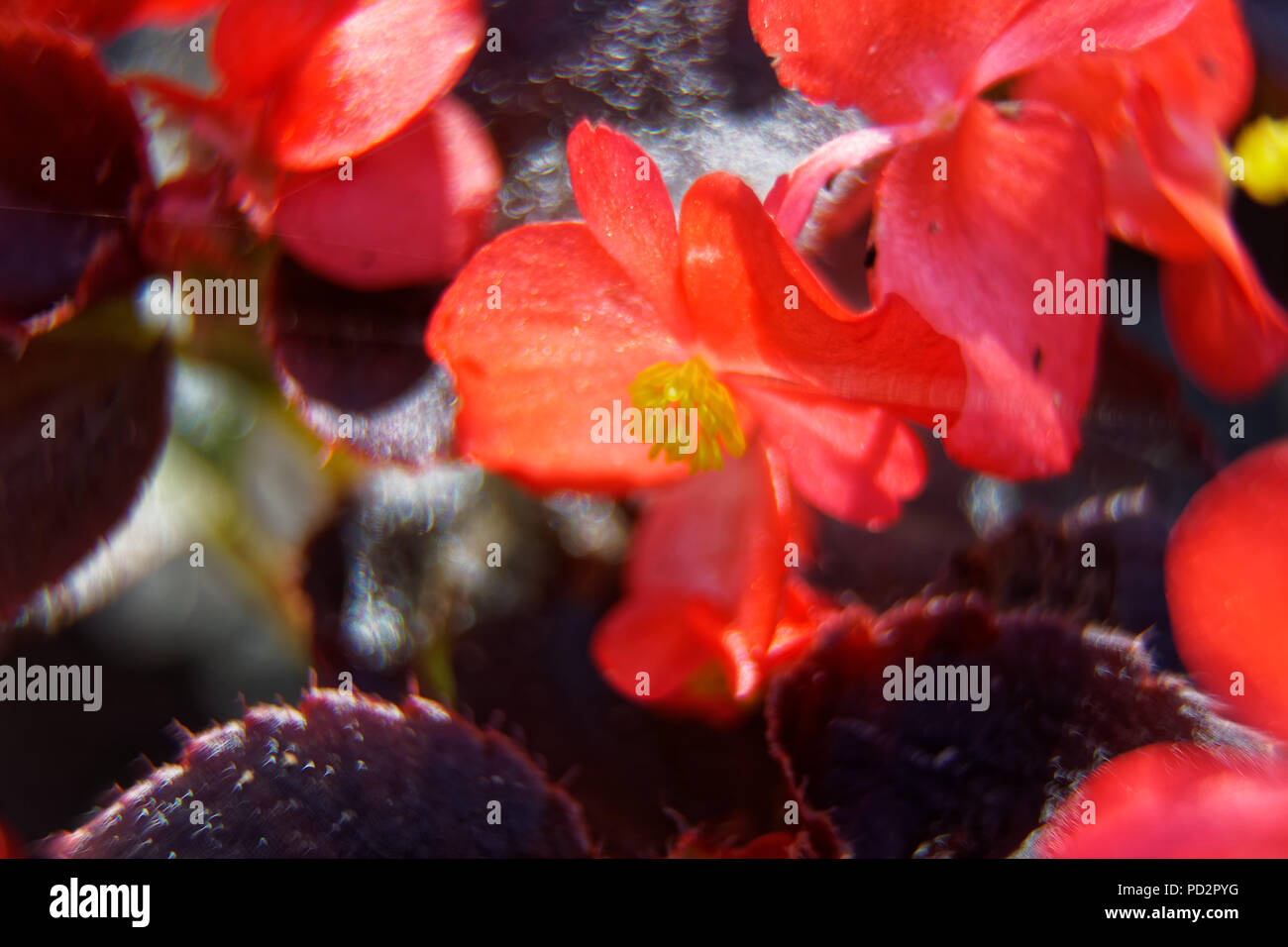 Red spring flowers on tree branch in sunny day, good for postcard Stock ...
