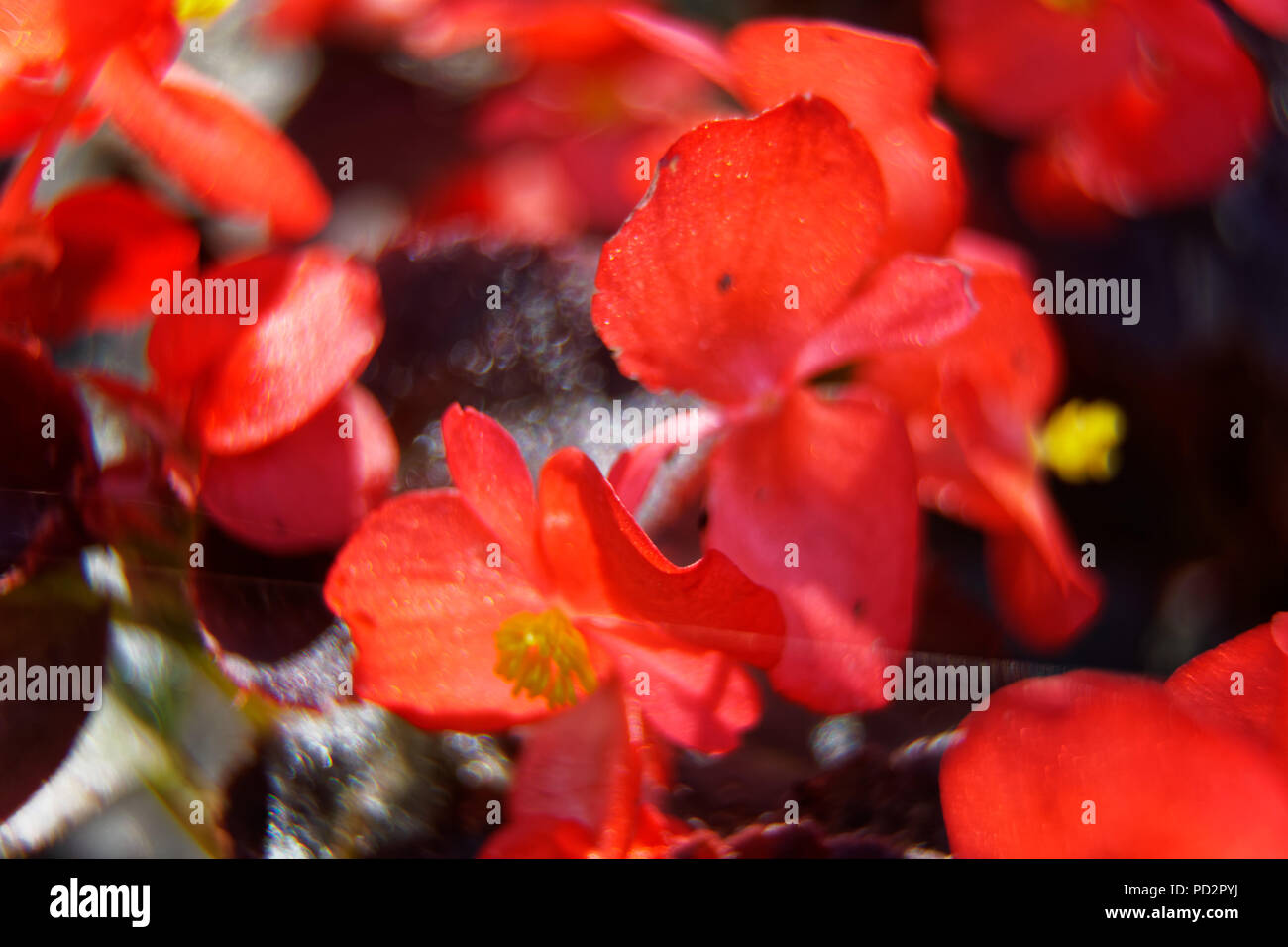 Red spring flowers on tree branch in sunny day, good for postcard Stock ...