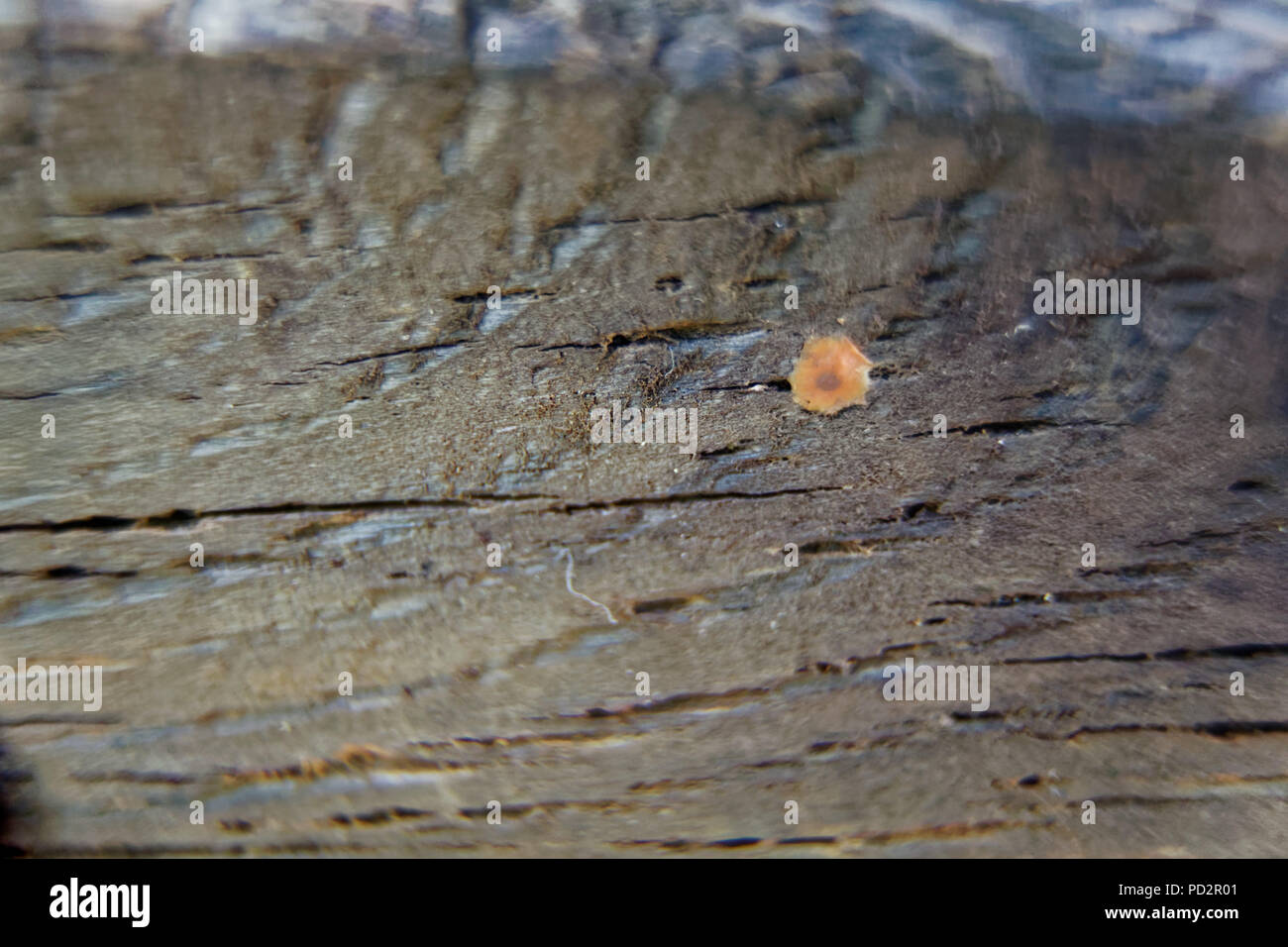 Close-up wooden texture, surface or background, design sample Stock ...